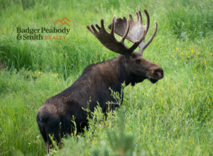 Moose Country Around New Hampshire | Badger Peabody & Smith