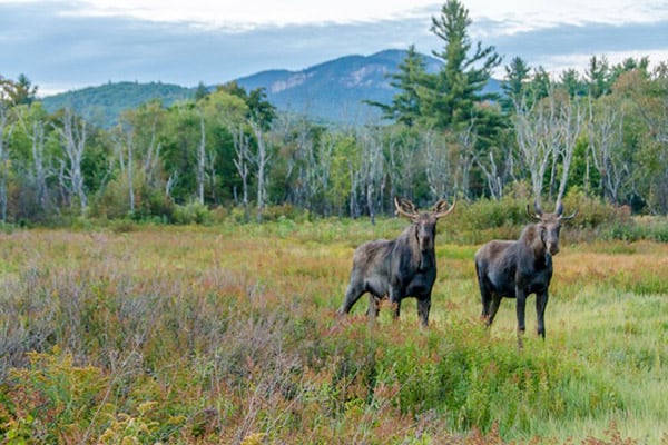 Milan, NH Real Estate | Homes for Sale in Milan - Badger Peabody ...